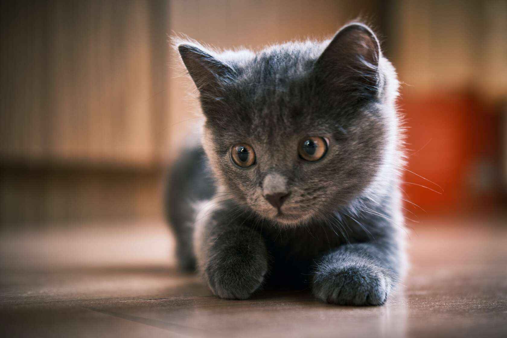 Adopte un chaton gris dès aujourd'hui!